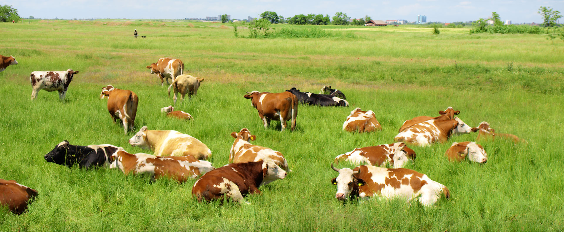 Cow – Brave New Look